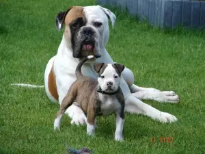 American Bulldog: pangopènan omah, foto, tuku, video, rega