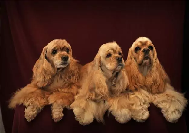 American cocker spaniel: ການຮັກສາເຮືອນ, ຮູບ, ຊື້, ວີດີໂອ, ລາຄາ 96_2