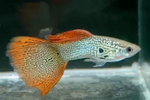 Guppy (Poecilia reticulata) - mashkull