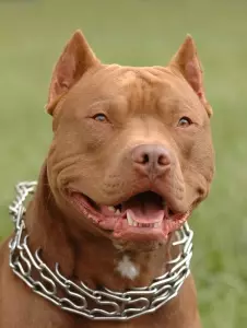 American Pit Bull Terrier: perawatan rumah, foto, beli, video, harga