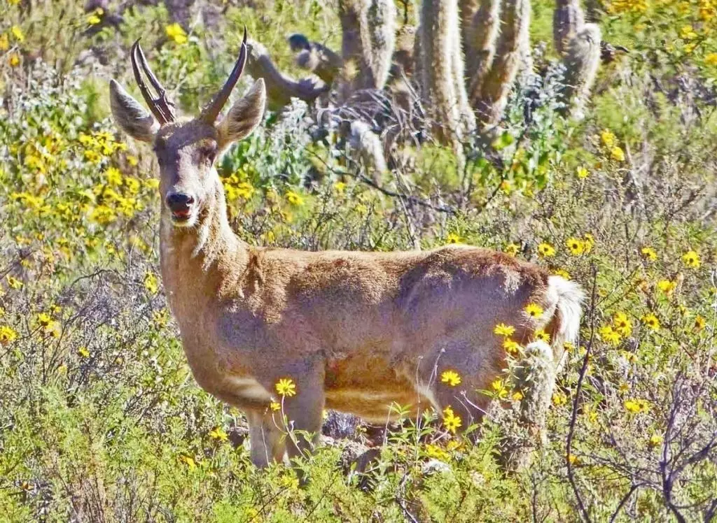 Nkhumba zaku Peru (Hippocamelus antisensis).