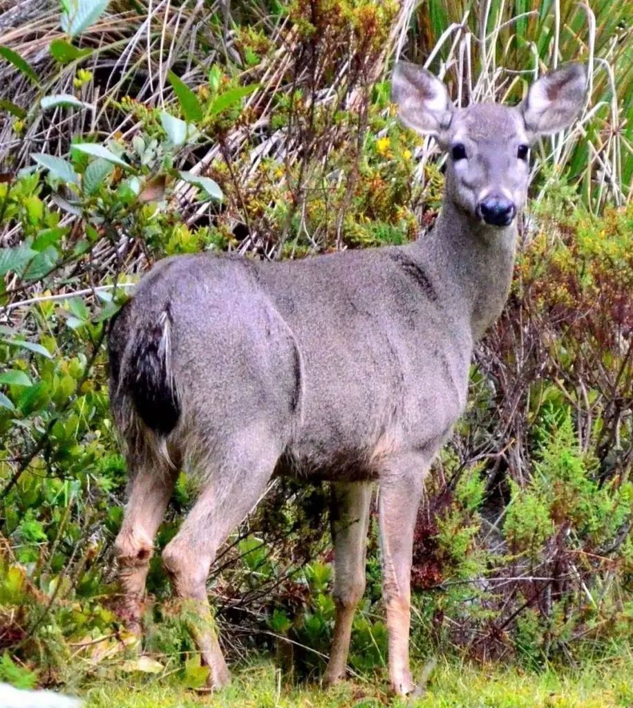 El venado peruano tiene pelaje duro y grueso.