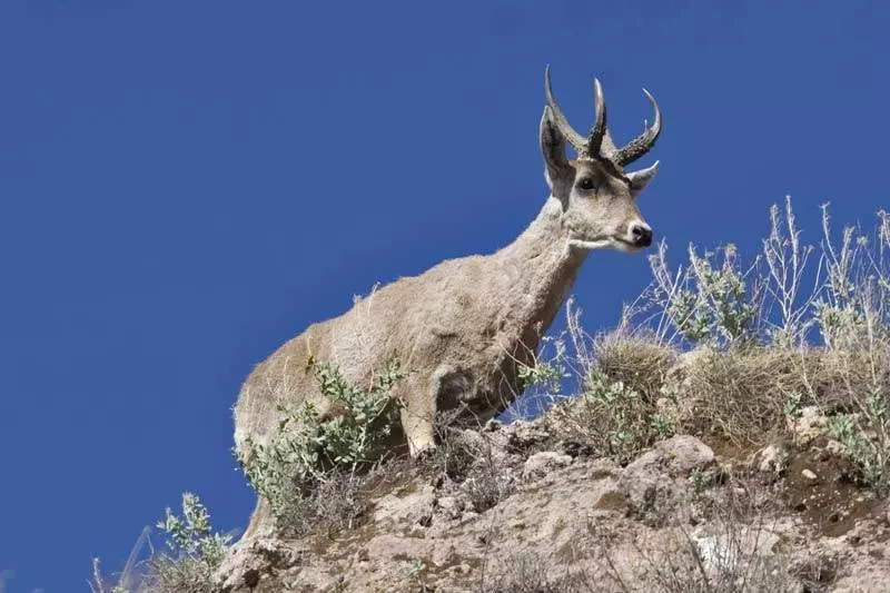 In Argentinië, op lae hoogtes, versprei die Peruaanse hert in klam bosgordels.