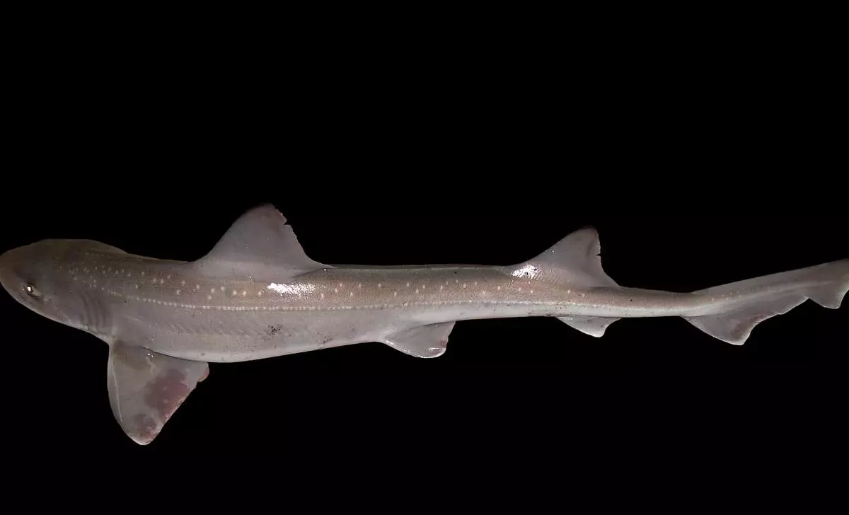 Whiskered dog shark (Leptocharias smithii).