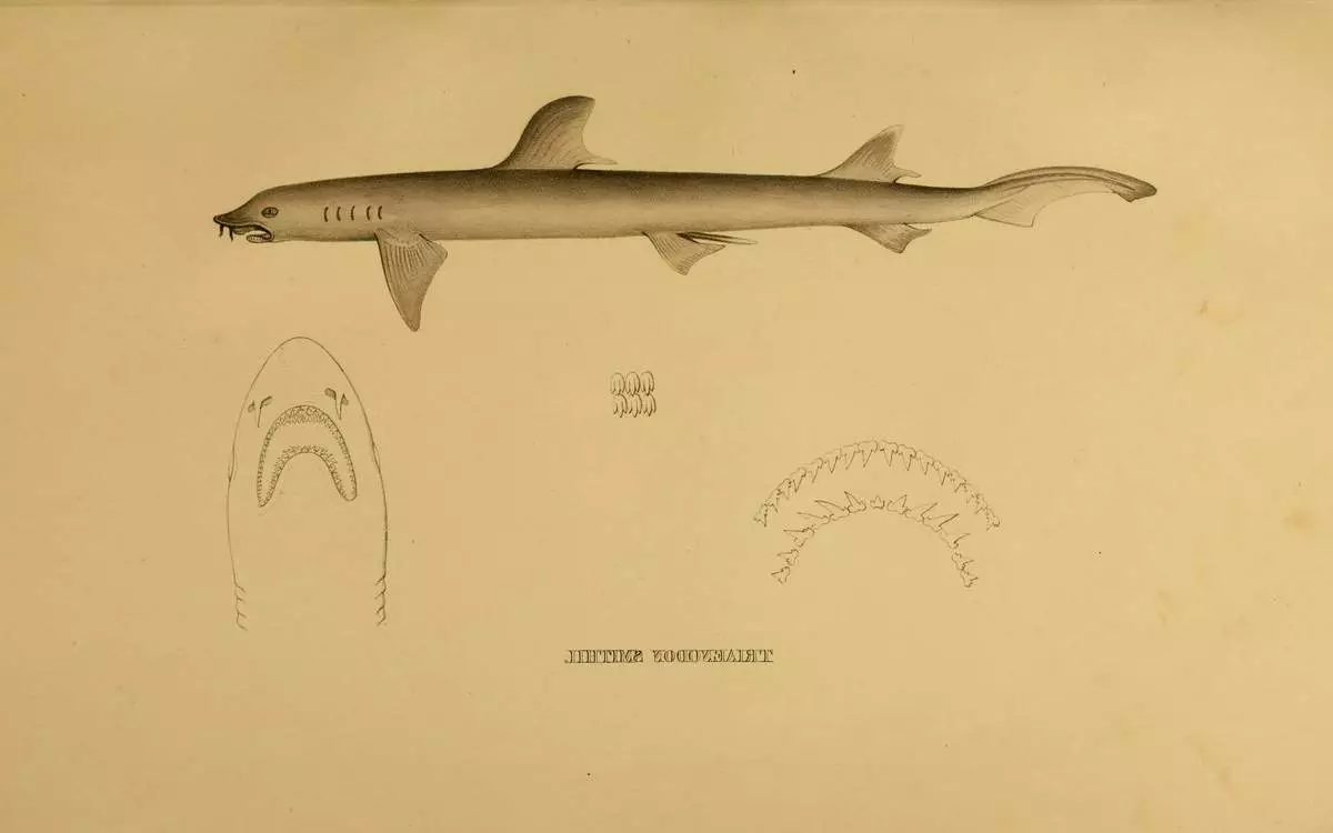Mặc dù có kích thước cơ thể nhỏ nhưng cá mập chó ria mép vẫn là một kẻ săn mồi.
