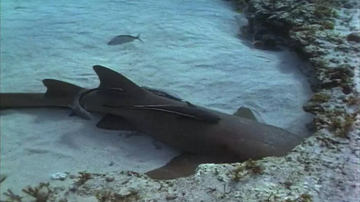 Нохой акул нь эргэлзээгүй аюултай боловч нэгэн зэрэг хүний ​​өмнө эмзэг байдаг.