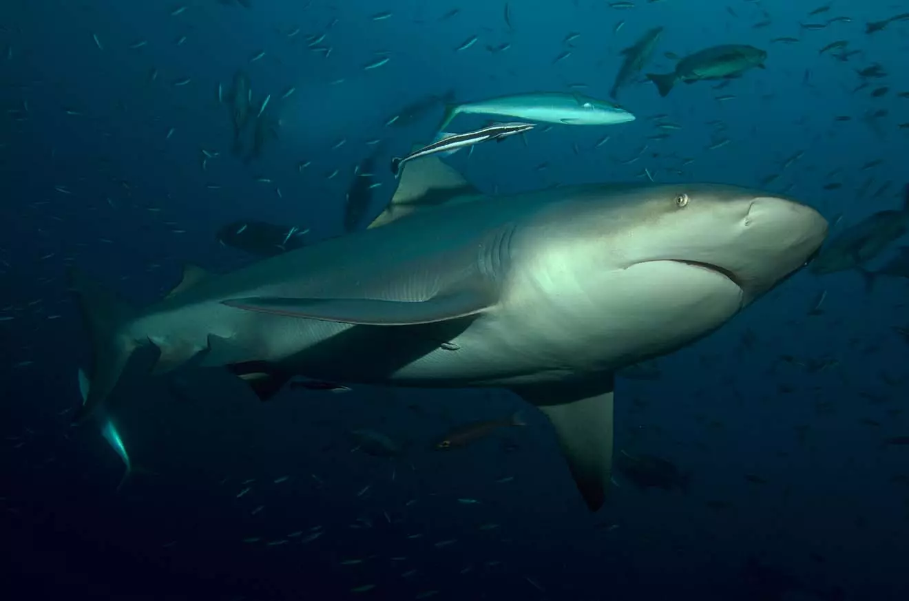 Tiburón toro (Carcharhinus leucas).