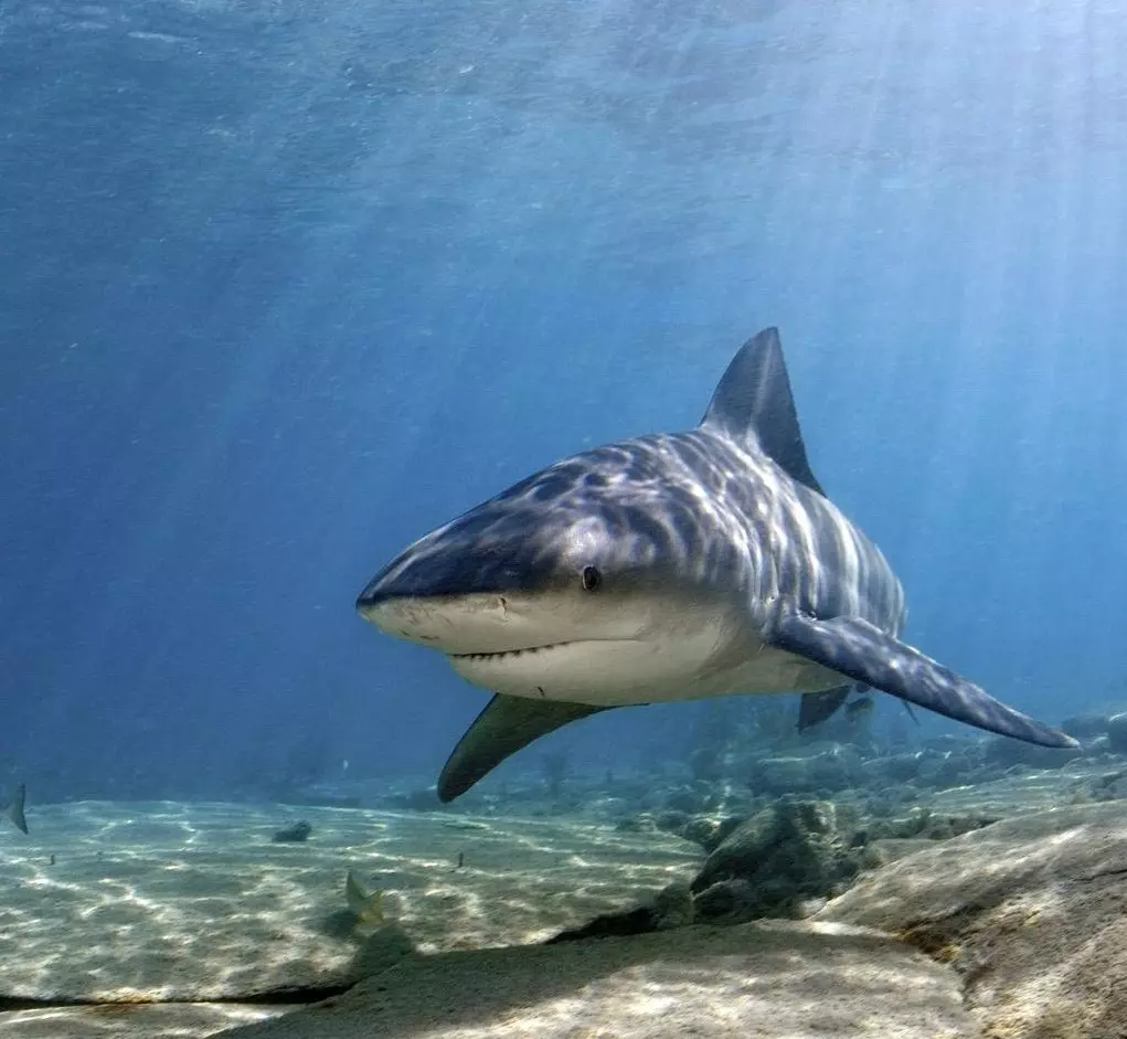 El tiburón toro es el habitante más peligroso del mundo submarino.