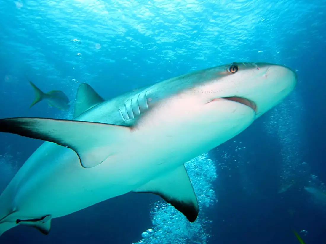 Los tiburones romos se encuentran en aguas costeras a profundidades de hasta 152 m.