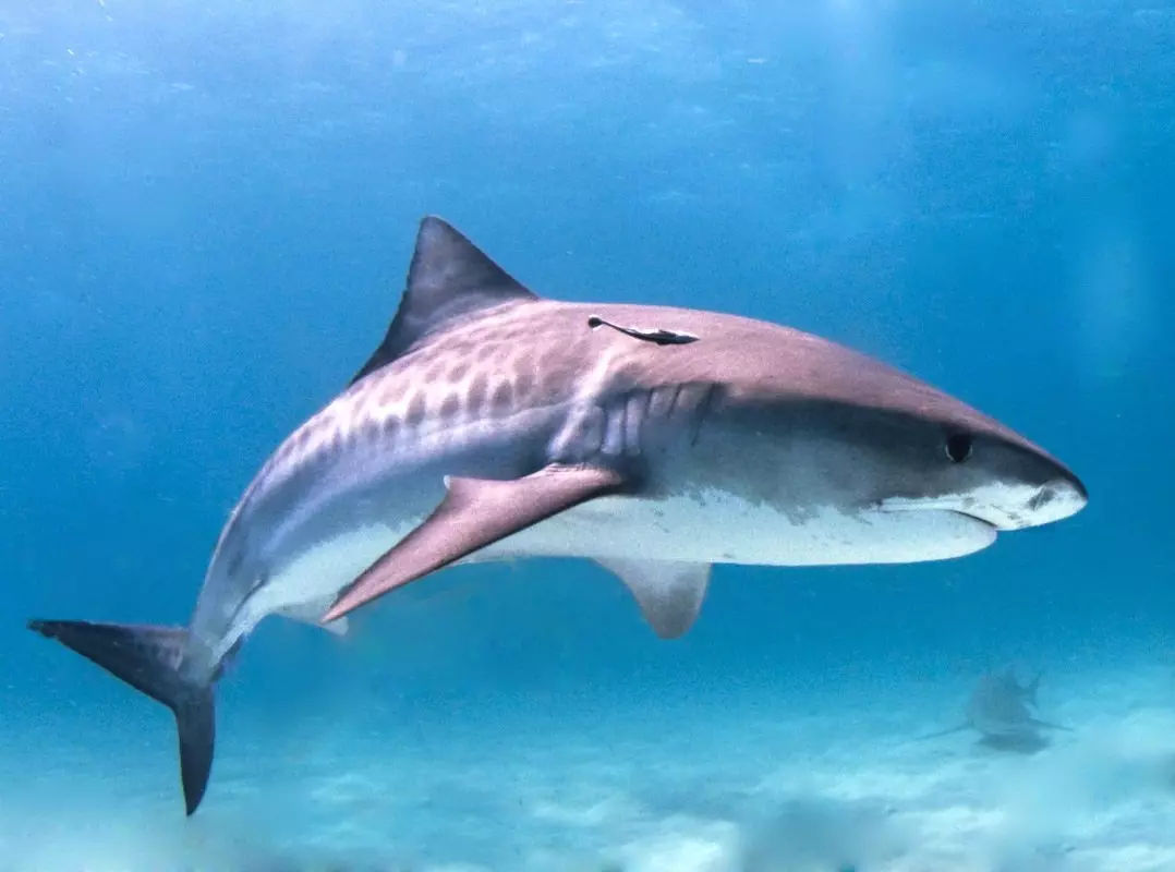 El nombre del tiburón está asociado con la forma de su cuerpo, hocico ancho y romo y comportamiento agresivo.