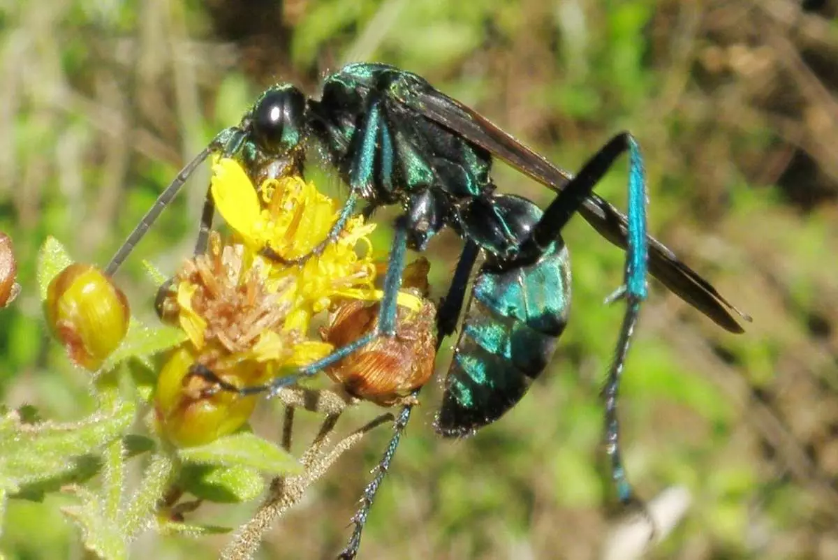 Pompils (Pompilidae).