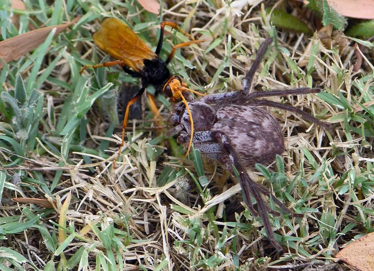 પોમ્પિલ્સ કરોળિયાનું વાવાઝોડું છે.