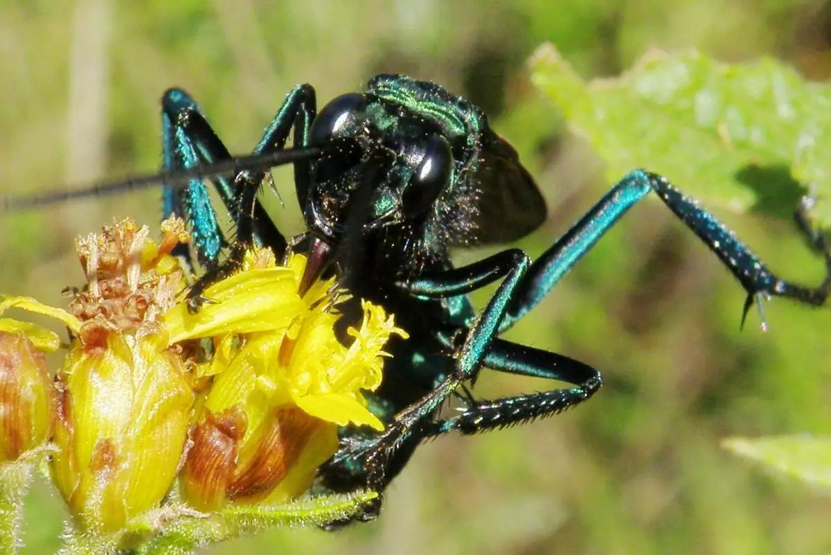 Ang wasp ay kumukuha ng isang malaking gagamba sa butas nito sa lupa.