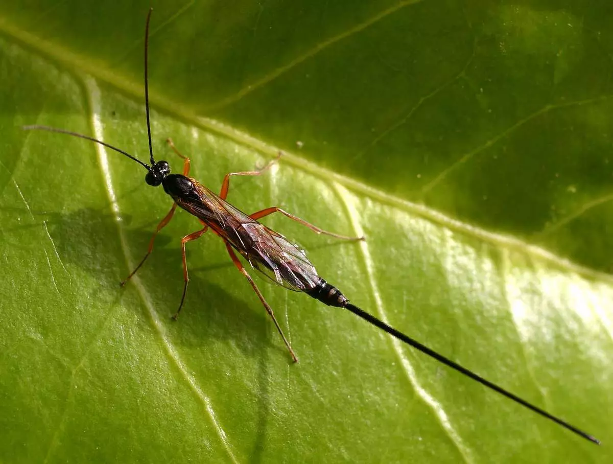 Jahač (Parasitica).