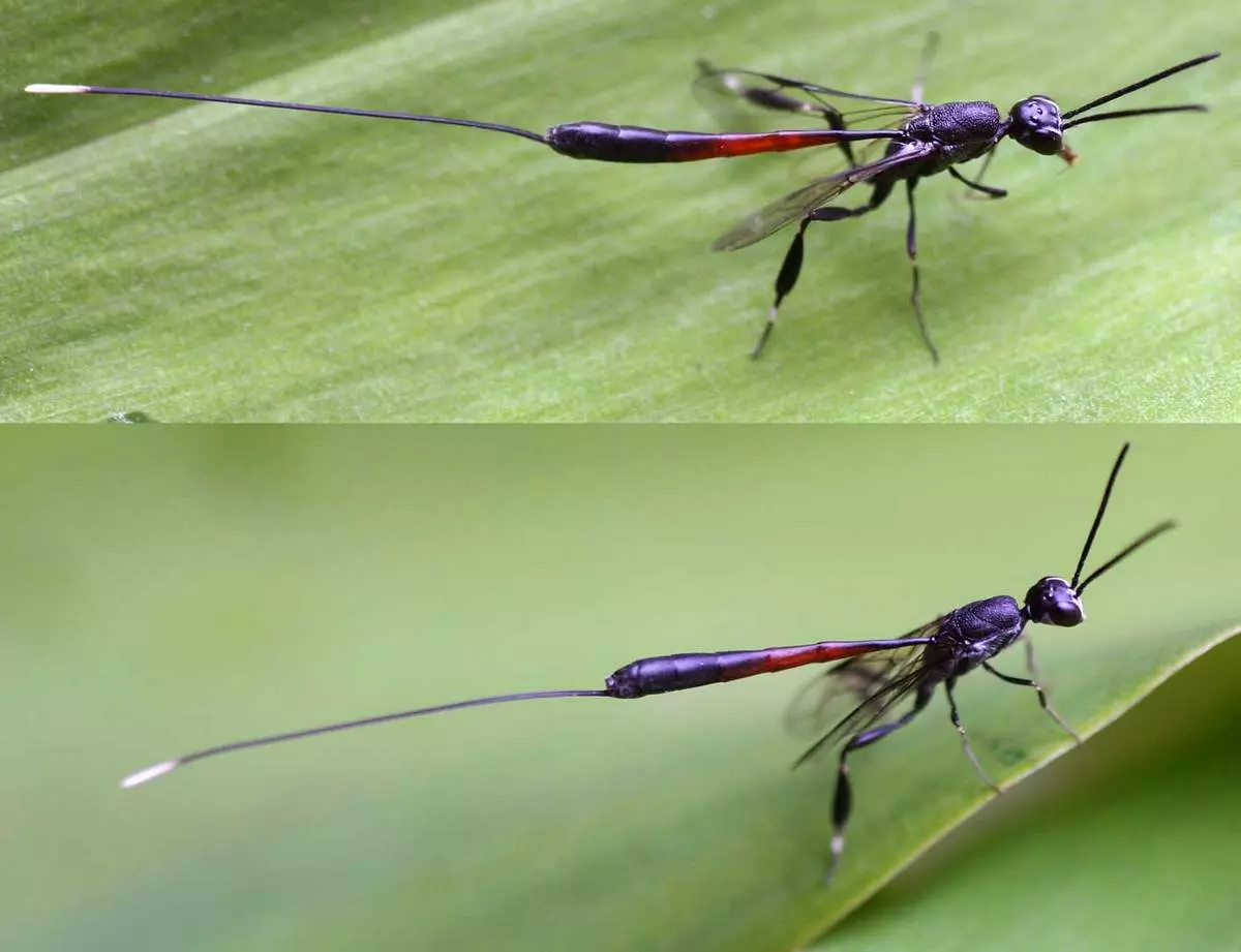 A infraorde de parasitos inclúe un gran número de especies e subespecies de insectos.