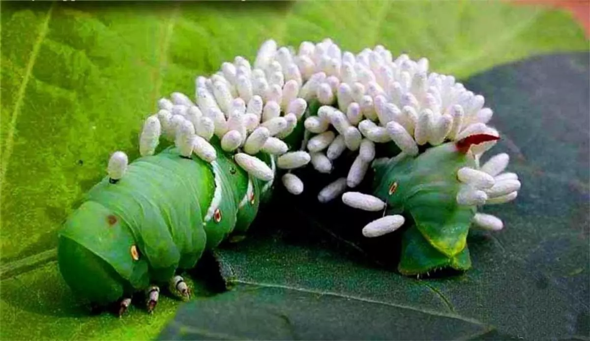 Cocoons of the larvae of the braconids parasitizing the body of the caterpillar.