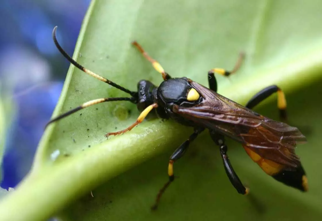 Ruiters is nuttige insekte vir die landbou - hulle vernietig plae.