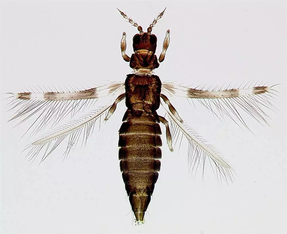 Thrips (ធីសាណាណូប៉េរ៉ា) ។