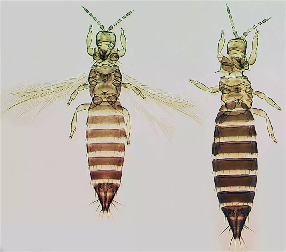 ស្លាបរបស់ thrips ត្រូវបានអភិវឌ្ poor តិចតួច។