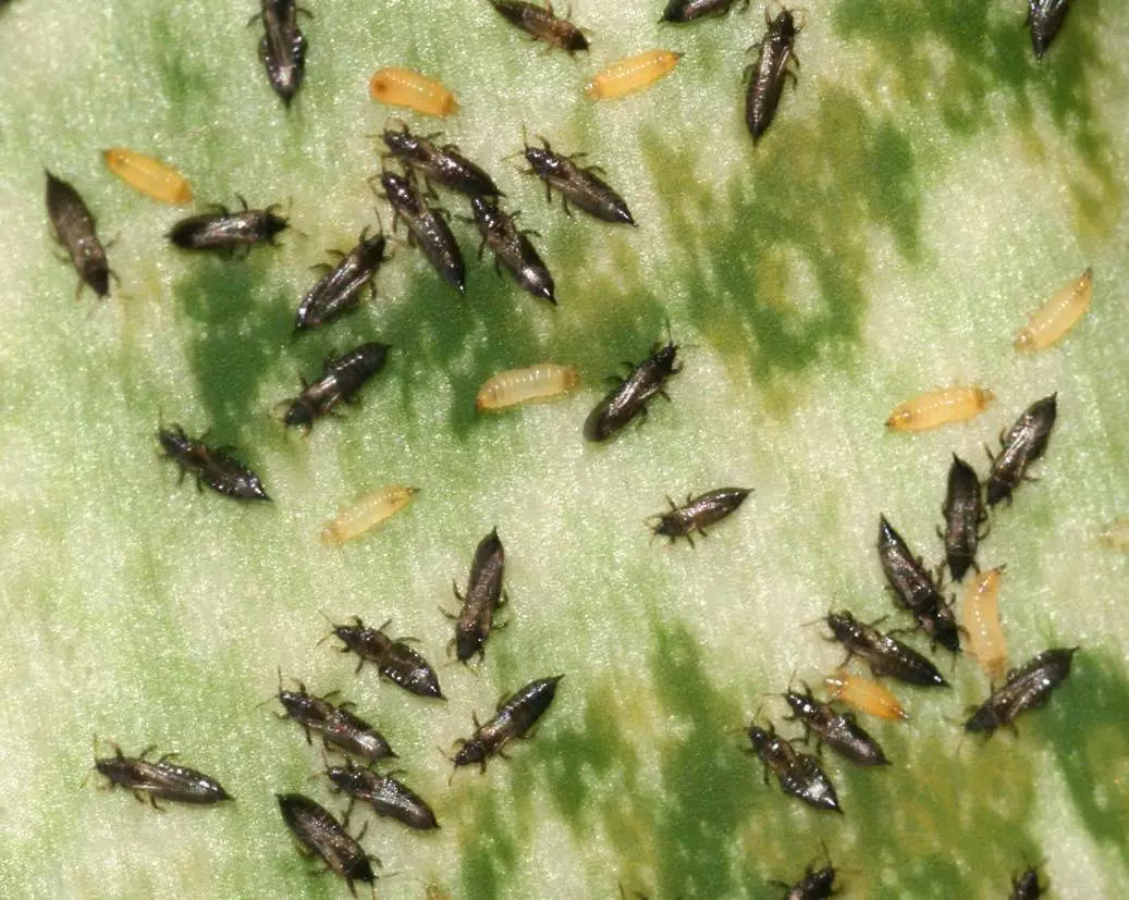 Larva u ċineg tat-thrips.