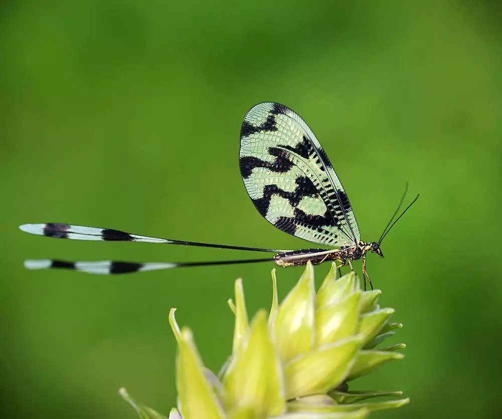 Kaukasische Fadenfliege (lateinisch Nemoptera sinuata).