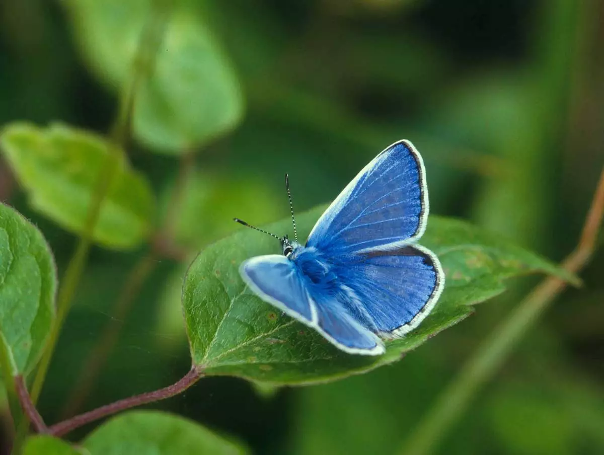 Kupu-kupu blueberry (Lycaenidae).