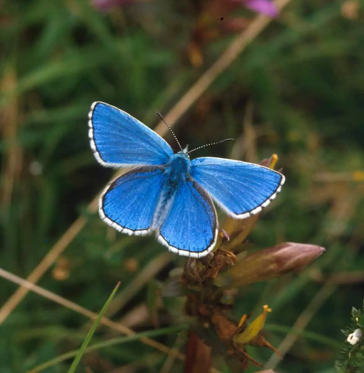 Плава боја крила код женки није толико изражена као код мушкараца.