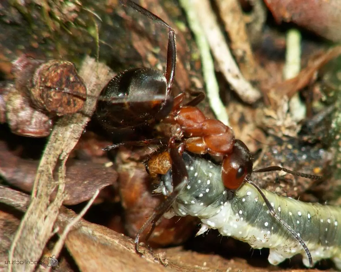 Borovničeva gosenica: boj proti mravljam.