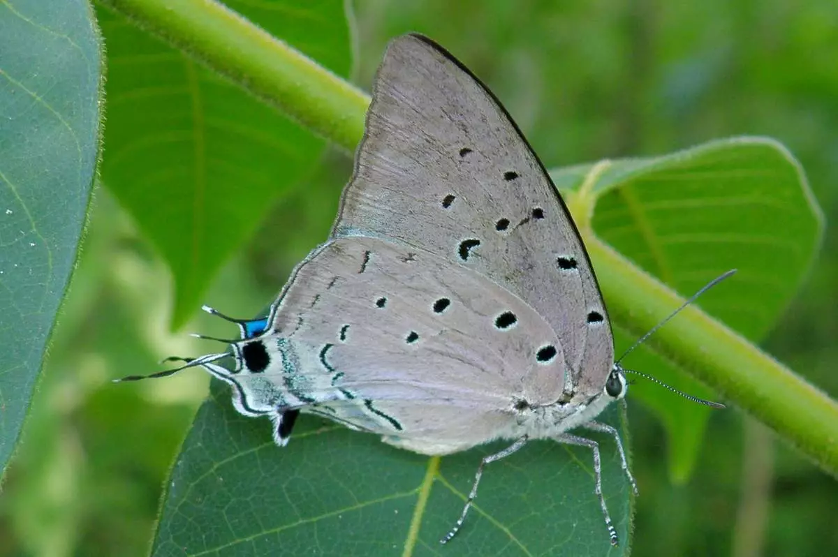 A bolboreta de arándano é unha auténtica beleza con ás.