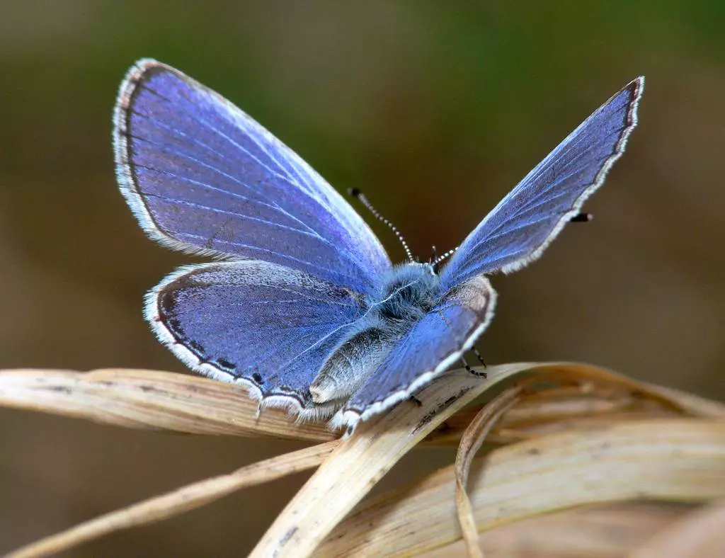 У потрази за освајањем територије, плаве птице могу доћи у сукоб са другим лептирима.