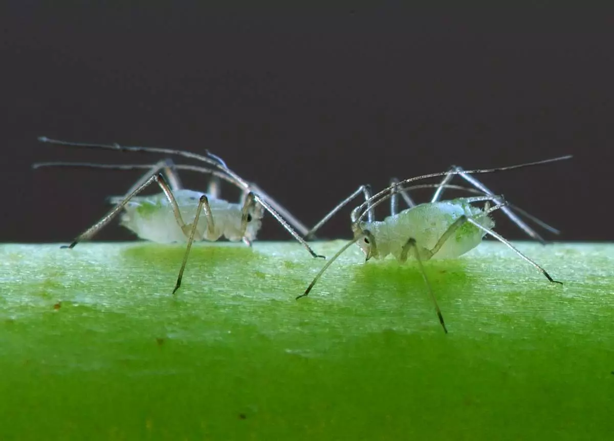 Aphids (Aphidoidea).