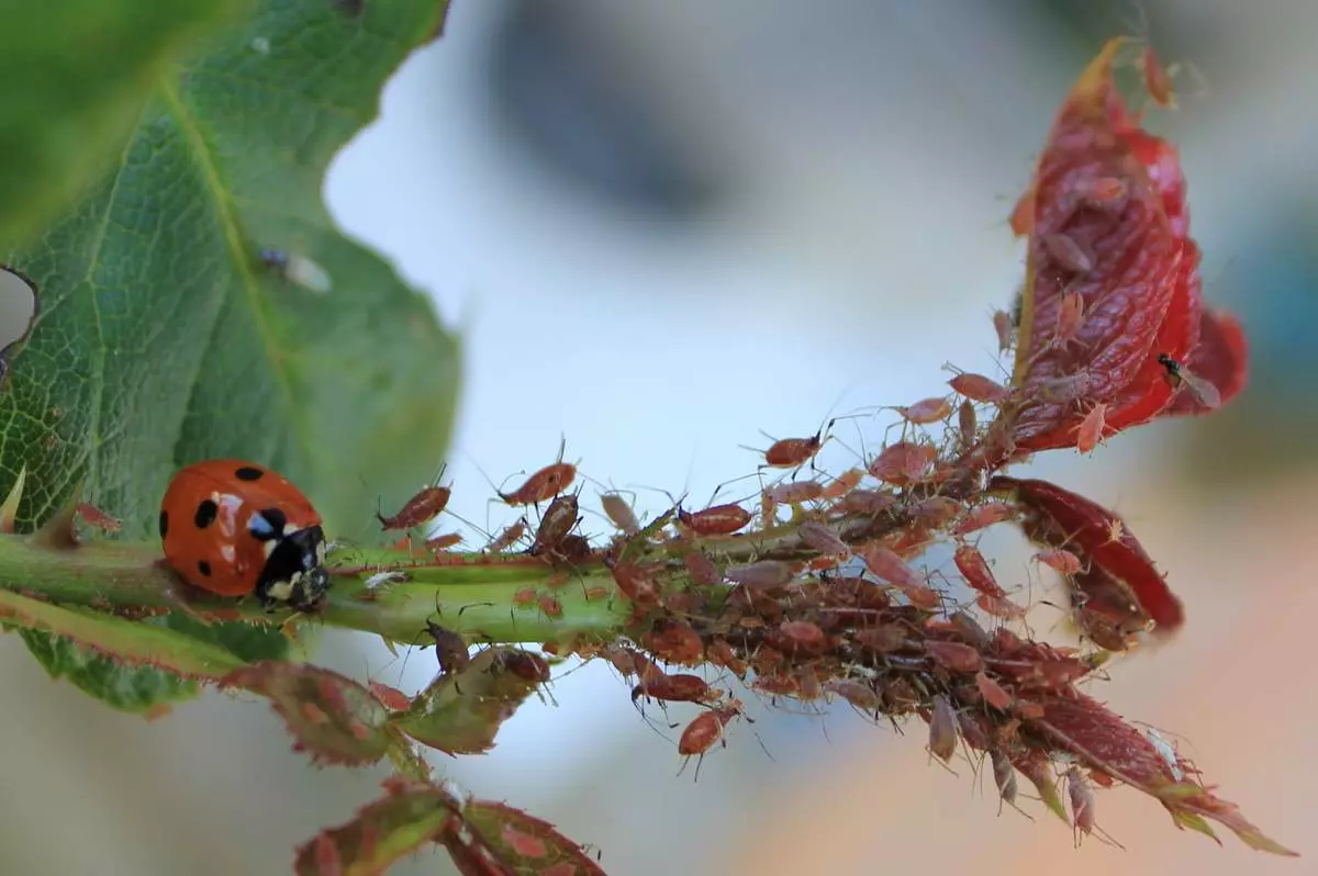 Ladybug nyaéta musuh aphids.