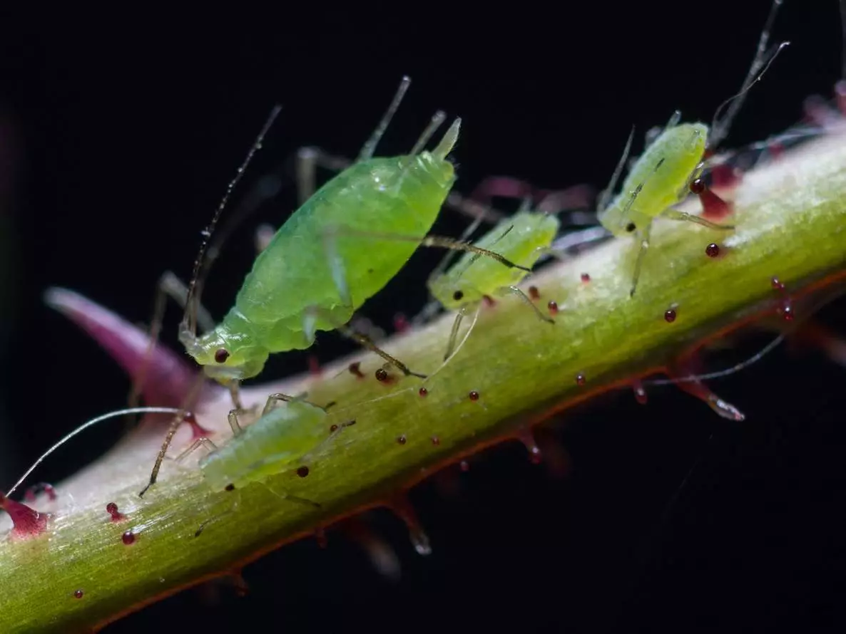 Ang mga Aphids nagpuyo sa mga kolonya.