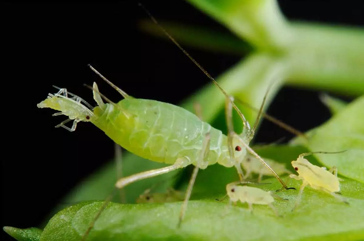 Gli afidi sono un parassita del giardino.