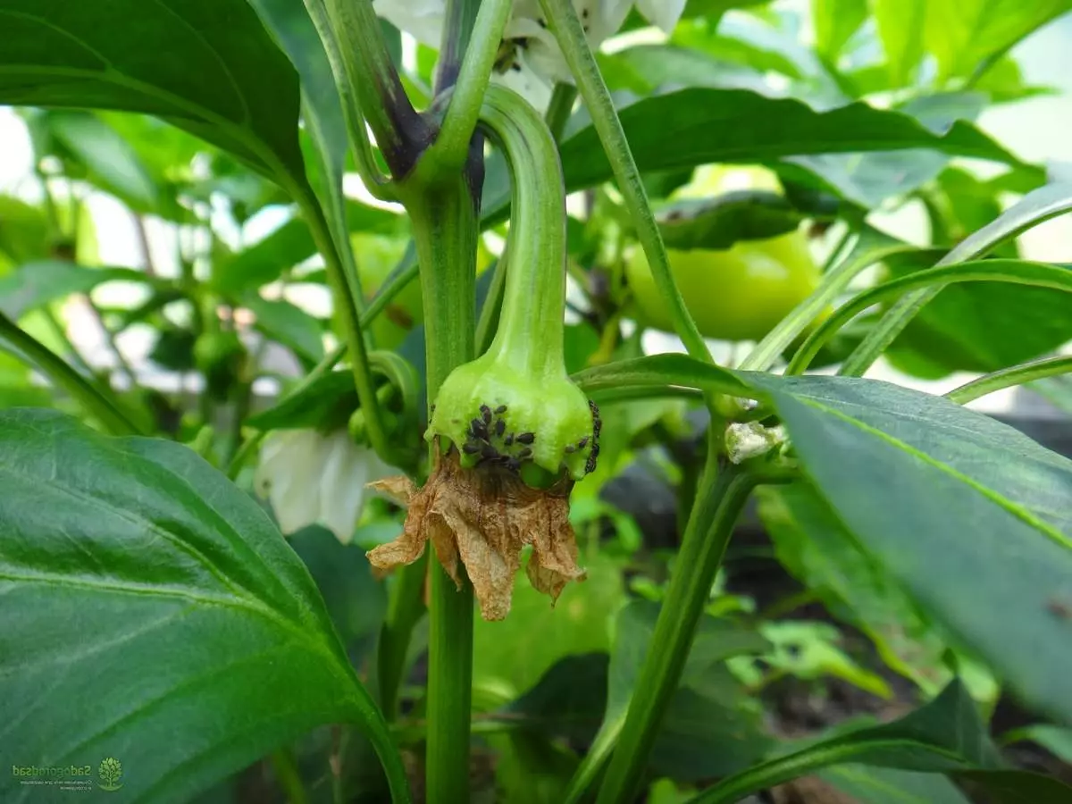 ಮೆಣಸು ಸಸಿ ಮೇಲೆ ಗಿಡಹೇನುಗಳು.