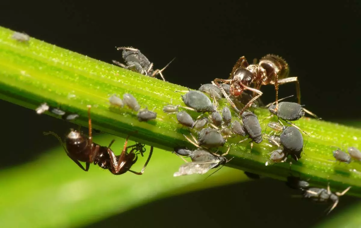 ಇರುವೆಗಳು ಮತ್ತು ಗಿಡಹೇನುಗಳು.