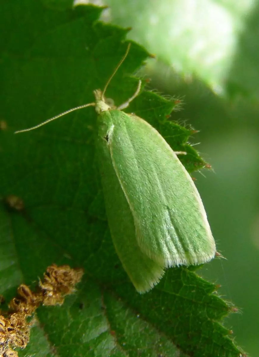 Vihreän tammen lehtirulla (Grapholitha argyrana).