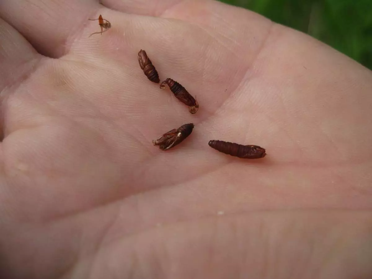 Pupae e green oak mashizha mashizha.