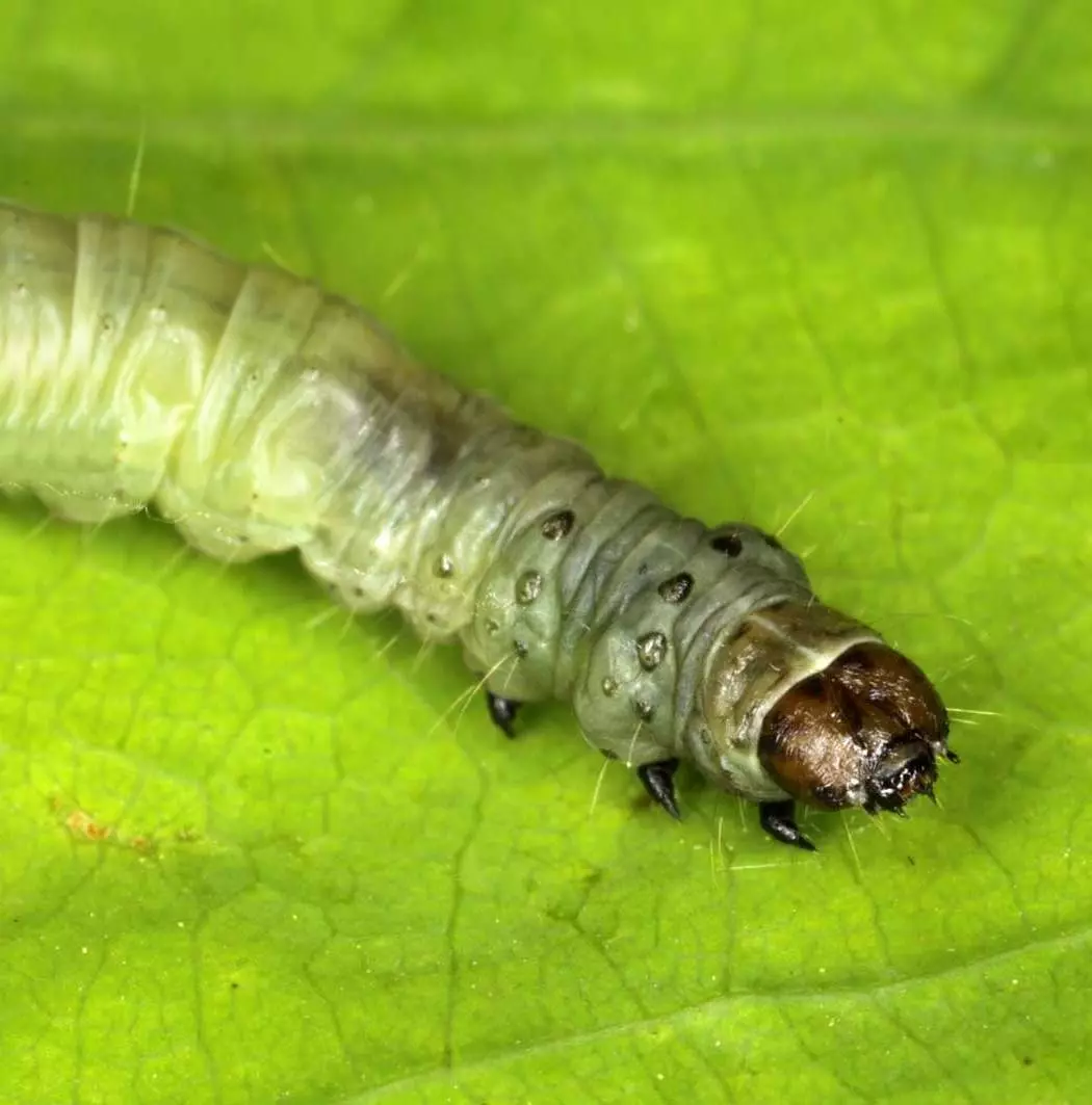 Caterpillar yegreen greenworm inorarama uye inodyisa mumouki buds.