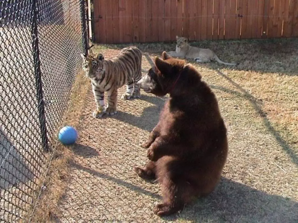 Perusahaan sing ramah sikil kanthi papat: singa, macan lan bear.