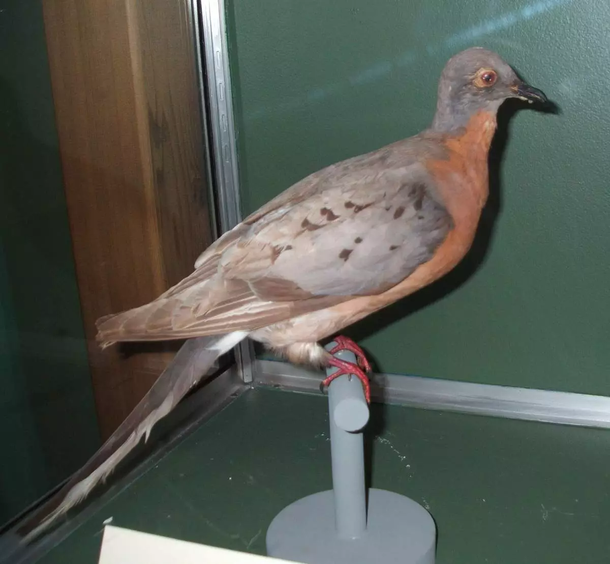 Las palomas errantes eran aves bastante voraces y dañaron la agricultura.