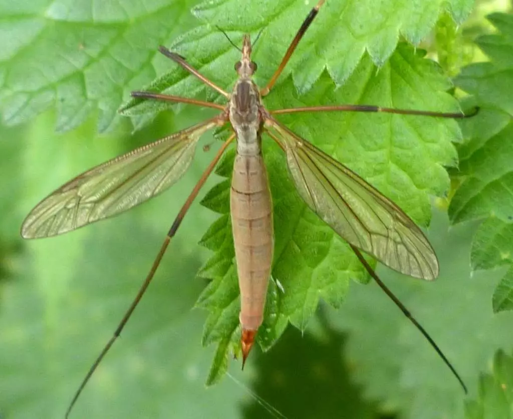 Mapanganib na centipede (Tipula paludosa).