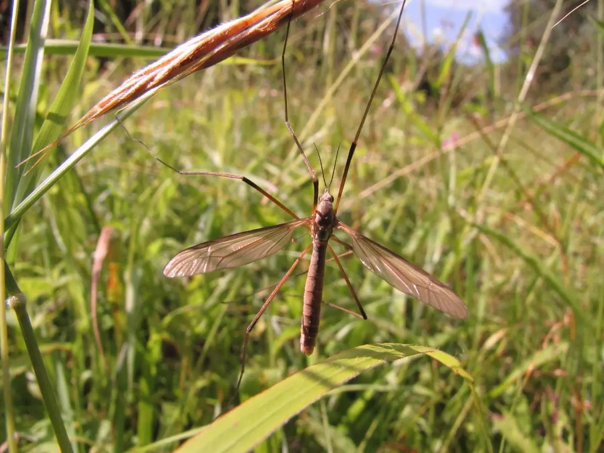 Ihe nlele okenye (imago) nke centipede marsh.