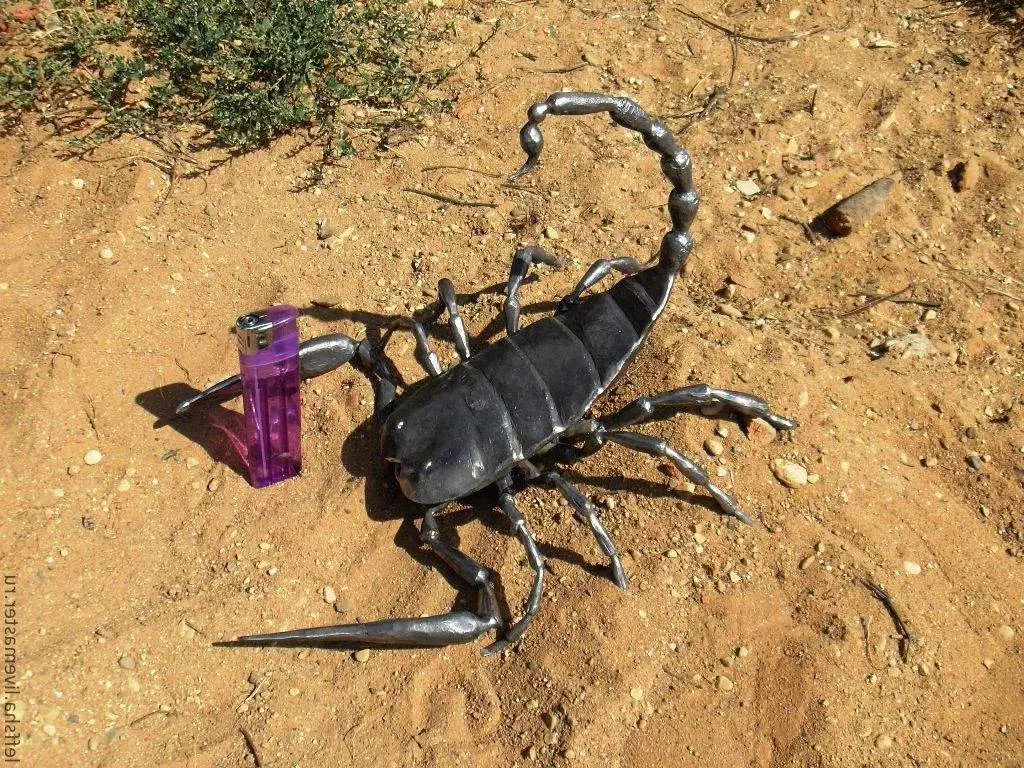 Škorpion debelog repa.