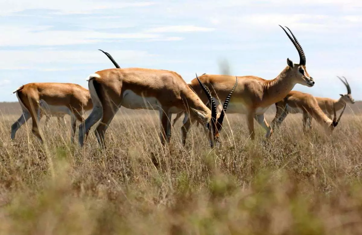 Dorke su gazele koje žive u Sahari.