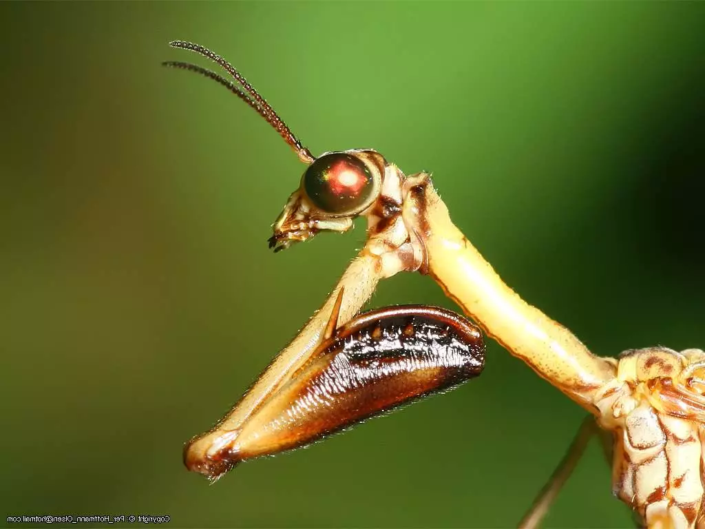 Mantisps e faʻaluaina o tatalo tatalo.