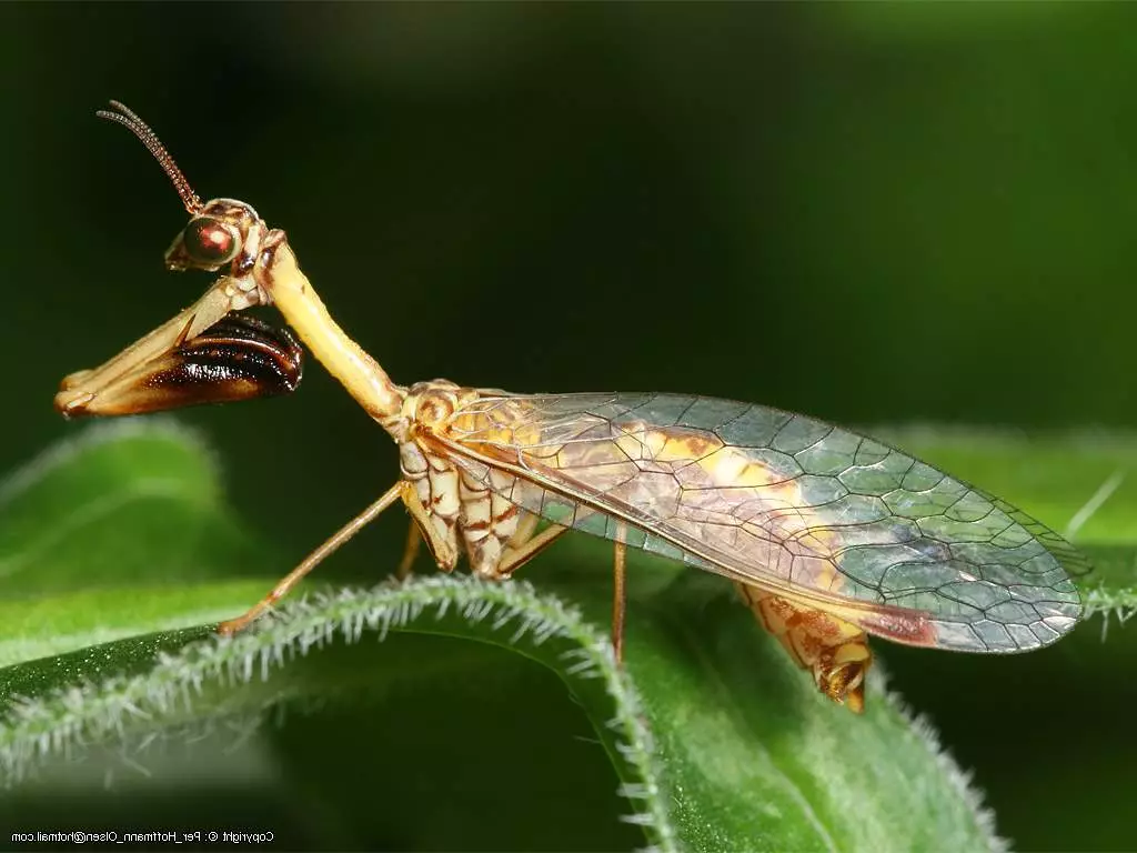 Mantisps o iniseti ma se natura leaga.