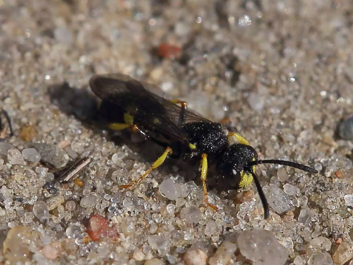 Close-up shot: in wesp yn it sân makket him klear om in nêst te graven.