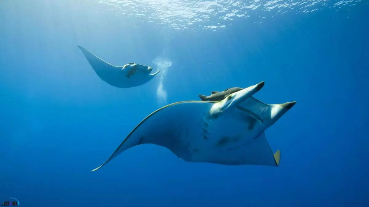 Манта нур (Manta birostris).