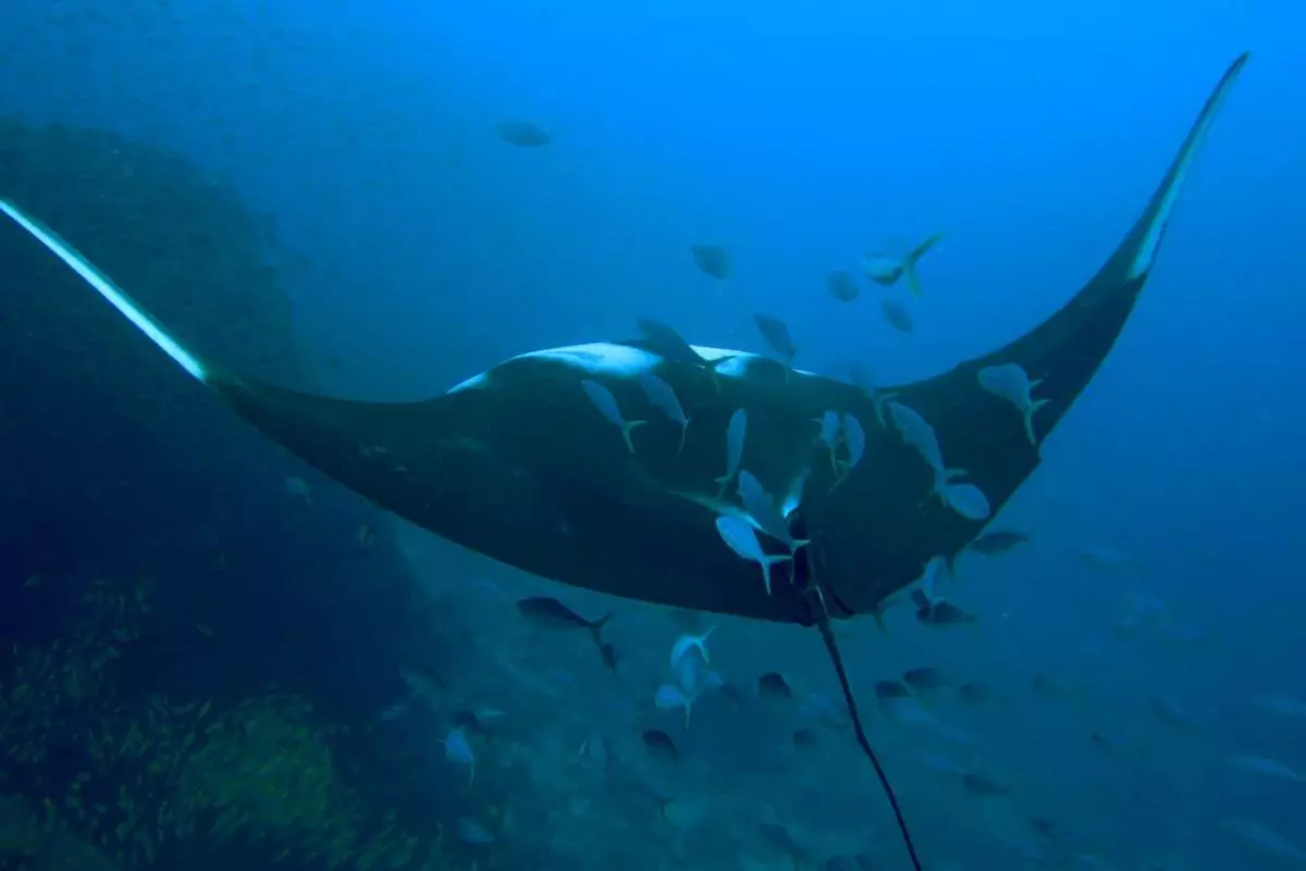 Os raios manta aliméntanse de plancto e pequenos peixes.